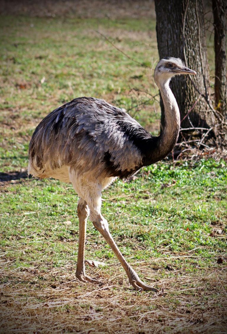 Raising Rhea Birds to Diversify - Backyard Poultry